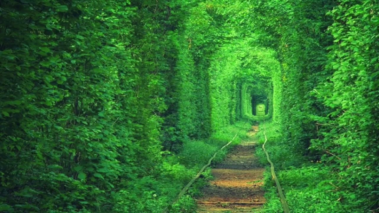 Holy Forest - YouTube