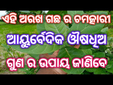 arakha gachha ra ayurvedic medicine video arakha tree ayurvedic ...
