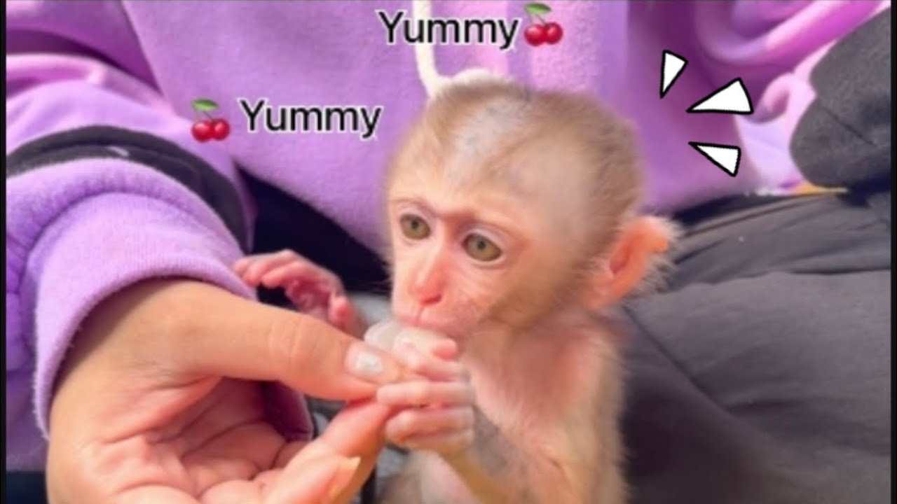 Wow Jerry moves his tongue to eat kulen fruit for the first time🍒🐵 ...