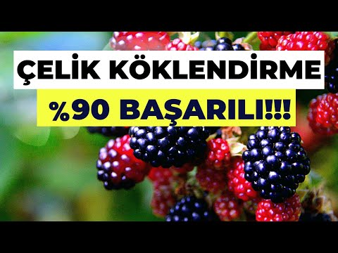 Tek Dal Böğürtlenden Onlarca Çelik Köklendirme Yöntemini Anlattık