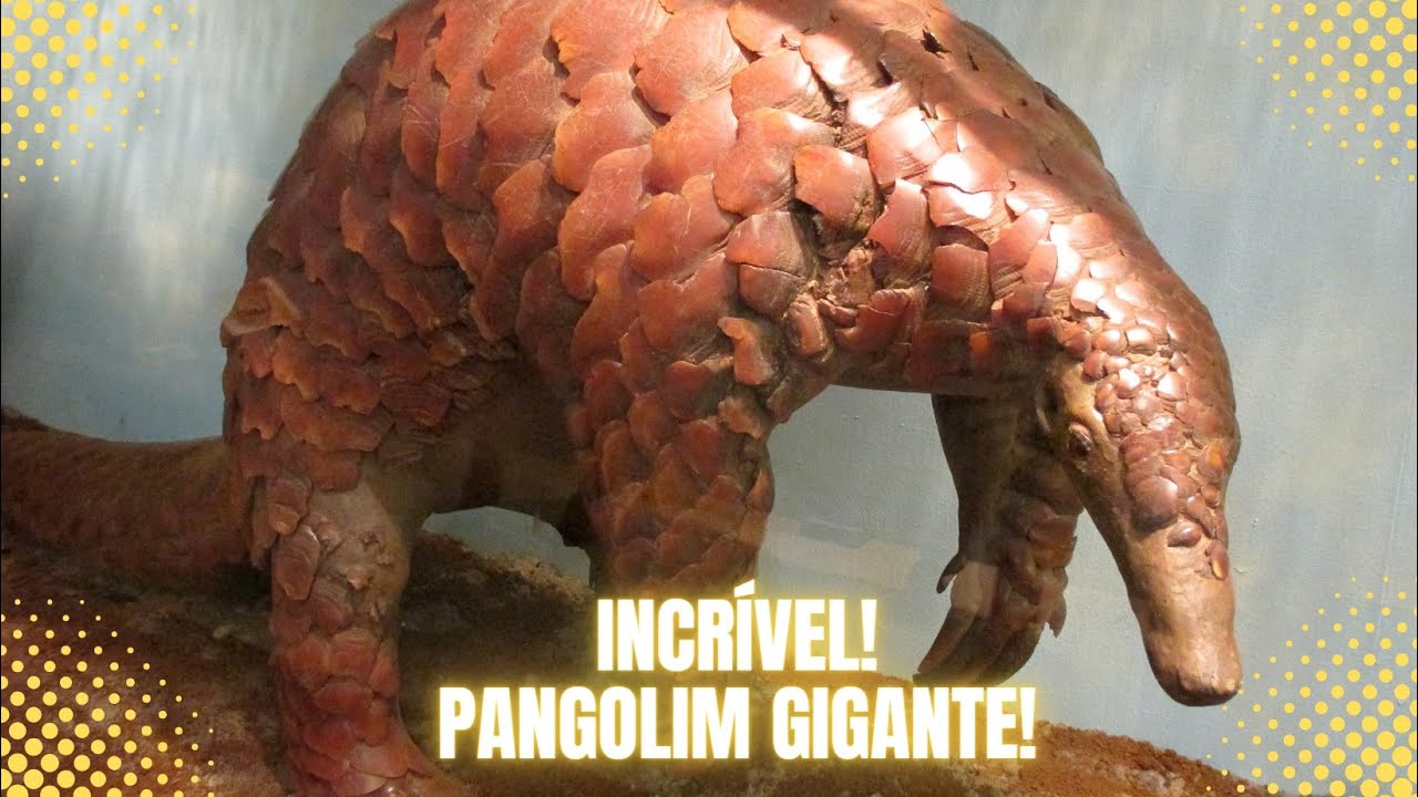 Pangolim Gigante - Curiosidades Incríveis Sobre Essa Espécie! - YouTube
