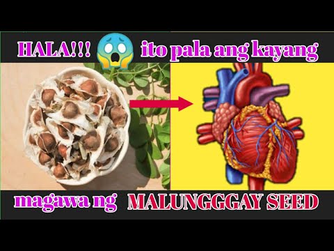 Moringga seeds/Malunggay seeds:Top 10 Health Benefits/Benepisyo ...