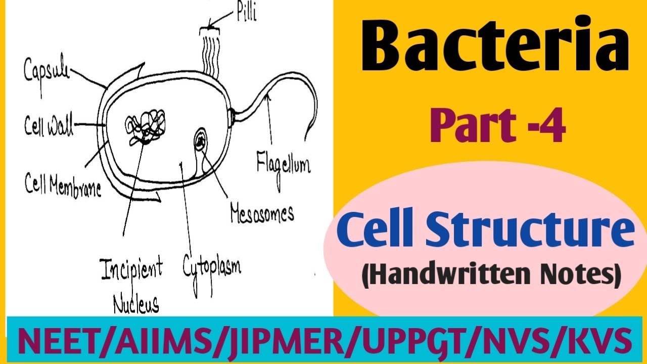 Bacteria : Part -4 Cell Structure of bacteria( Handwritten Notes) - YouTube