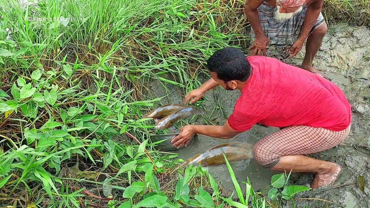 Wow! Primitive Fishing Technique in Village Rice Field Pond||ধান ক্ষেতে ...