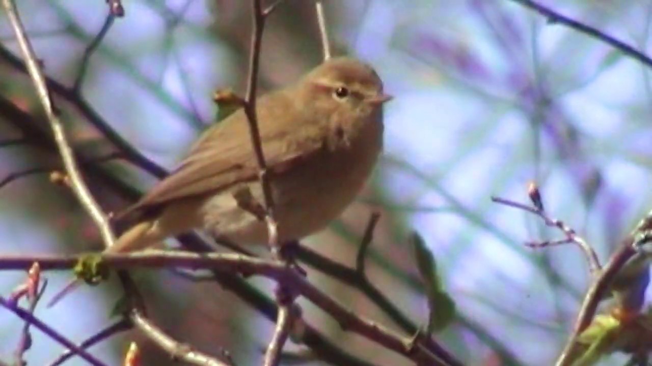 Pitulice Common Chiffchaff (Phylloscopus collybita) - YouTube