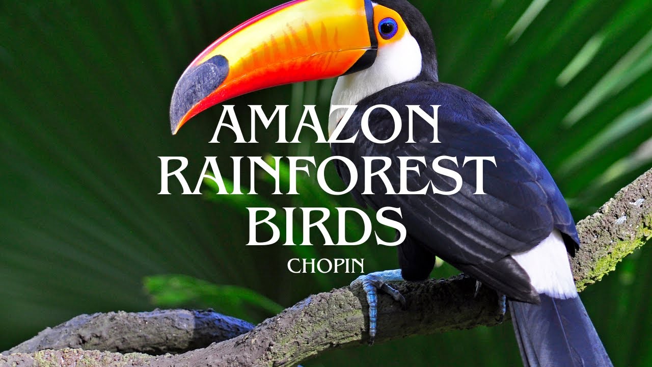 Top 50 : Colorful Birds of the Amazon Rainforest and Chopin, The ...