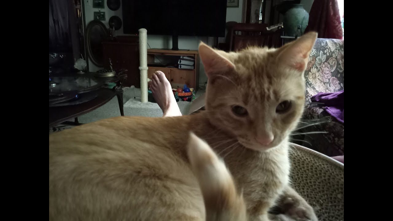 THE STORY OF HOW A STRAY CAT BECAME BOO BOO KITTY / PART FOURTEEN - YouTube