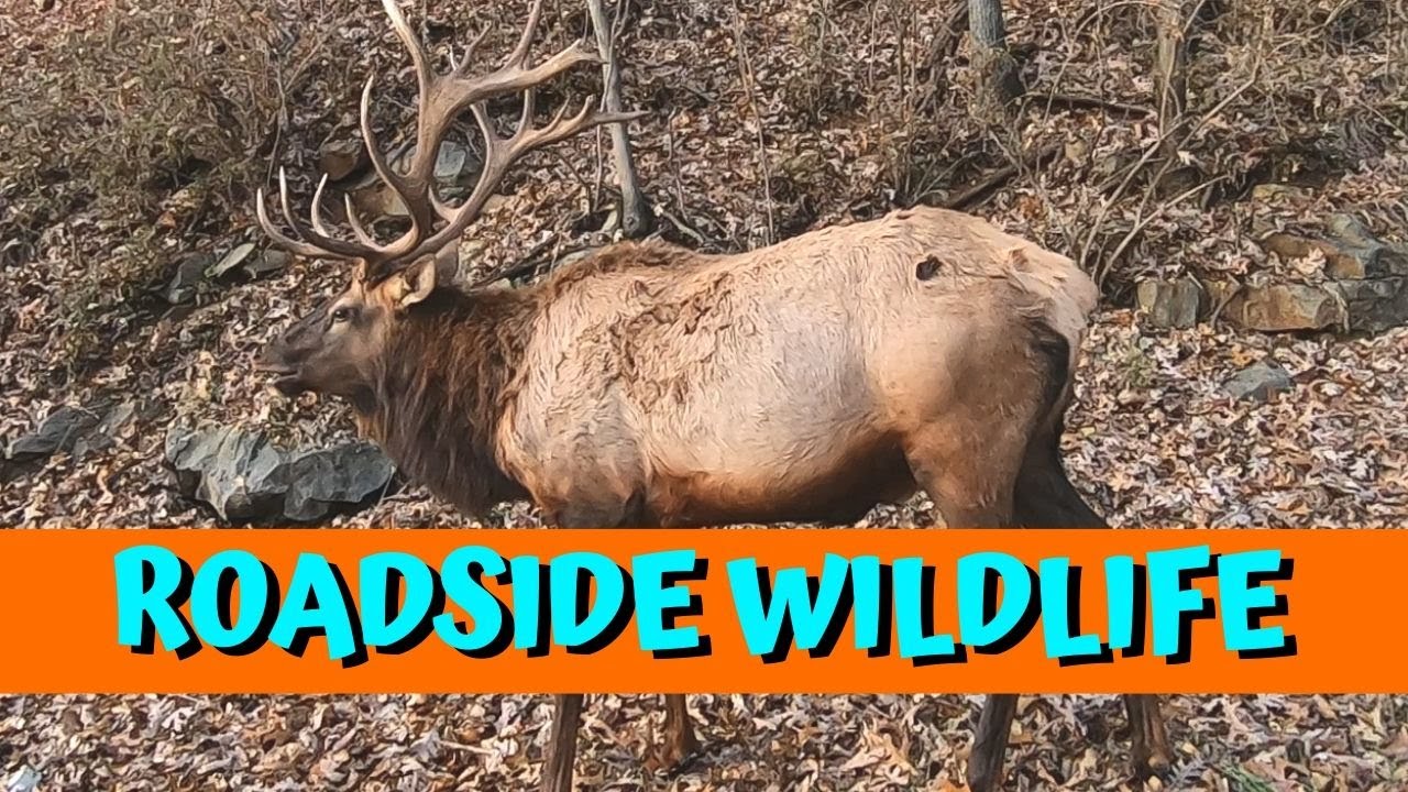 Lone Elk Park - St Louis, Missouri - YouTube