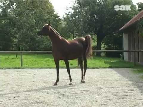 Arabian horse mare KRUSHINKA by Sax Arabians Germany - YouTube