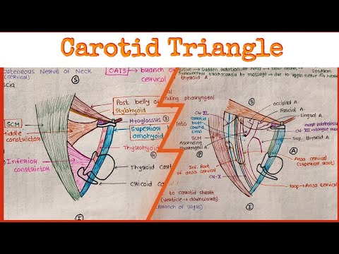 Carotid Triangle - YouTube