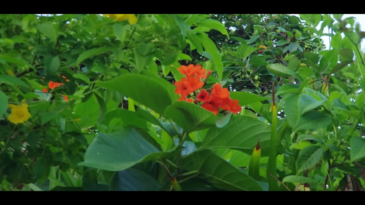 Flora De Quintana Roo - YouTube