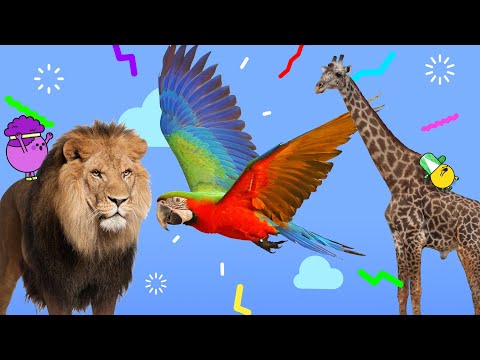 ANIMAL HIDE & SEEK | Lion Parrot Giraffe Rabbit Sheep | Animal Game 🦁 | Animals for Kids