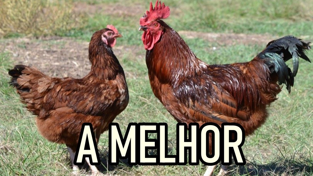 Por que a Rhode island red e escolhida como a melhor galinha poedeira ...