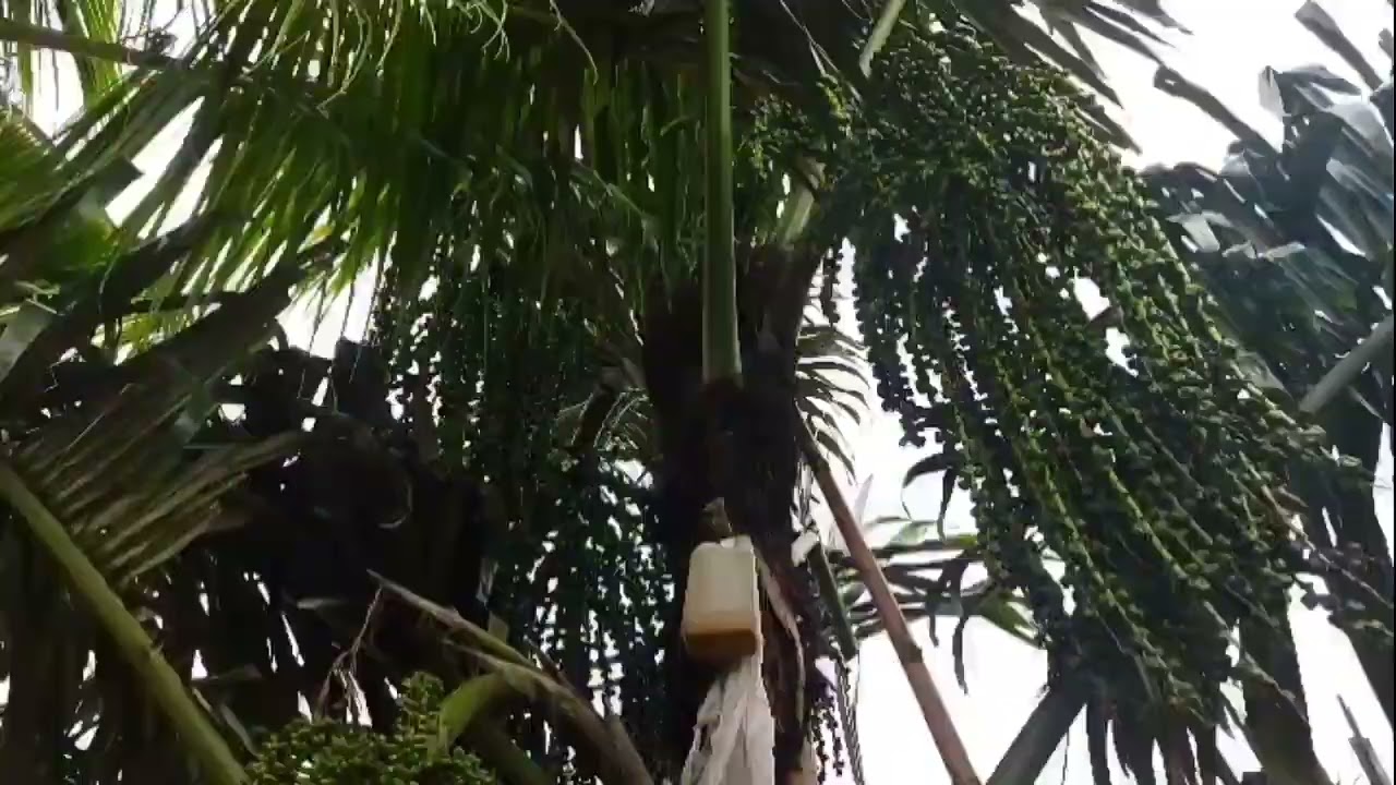 Pohon Aren / Mayang // #tiparsageru #MasaSopi - YouTube