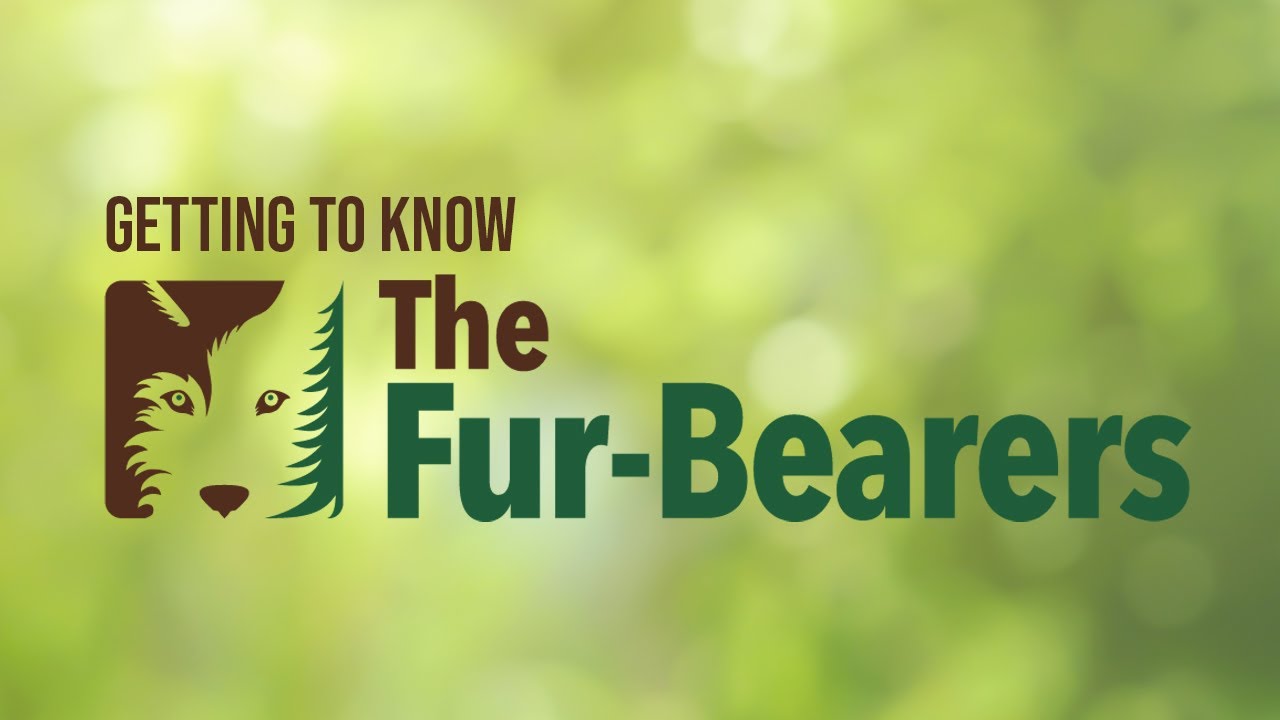 Get To Know The Fur-Bearers - YouTube