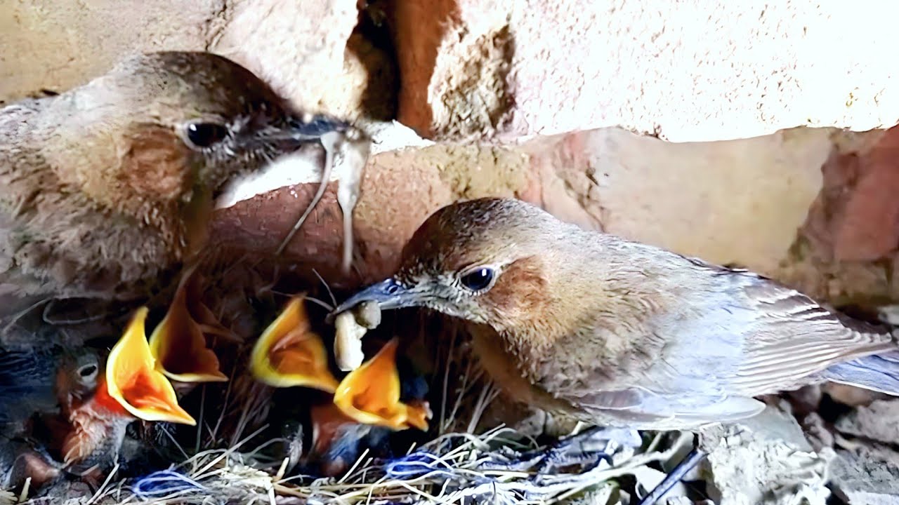 Brown rock chat bird babies are fee by mother in hot days ...