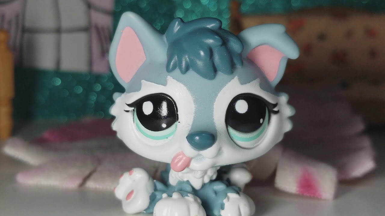 Updates and New LPS Husky Puppy - YouTube
