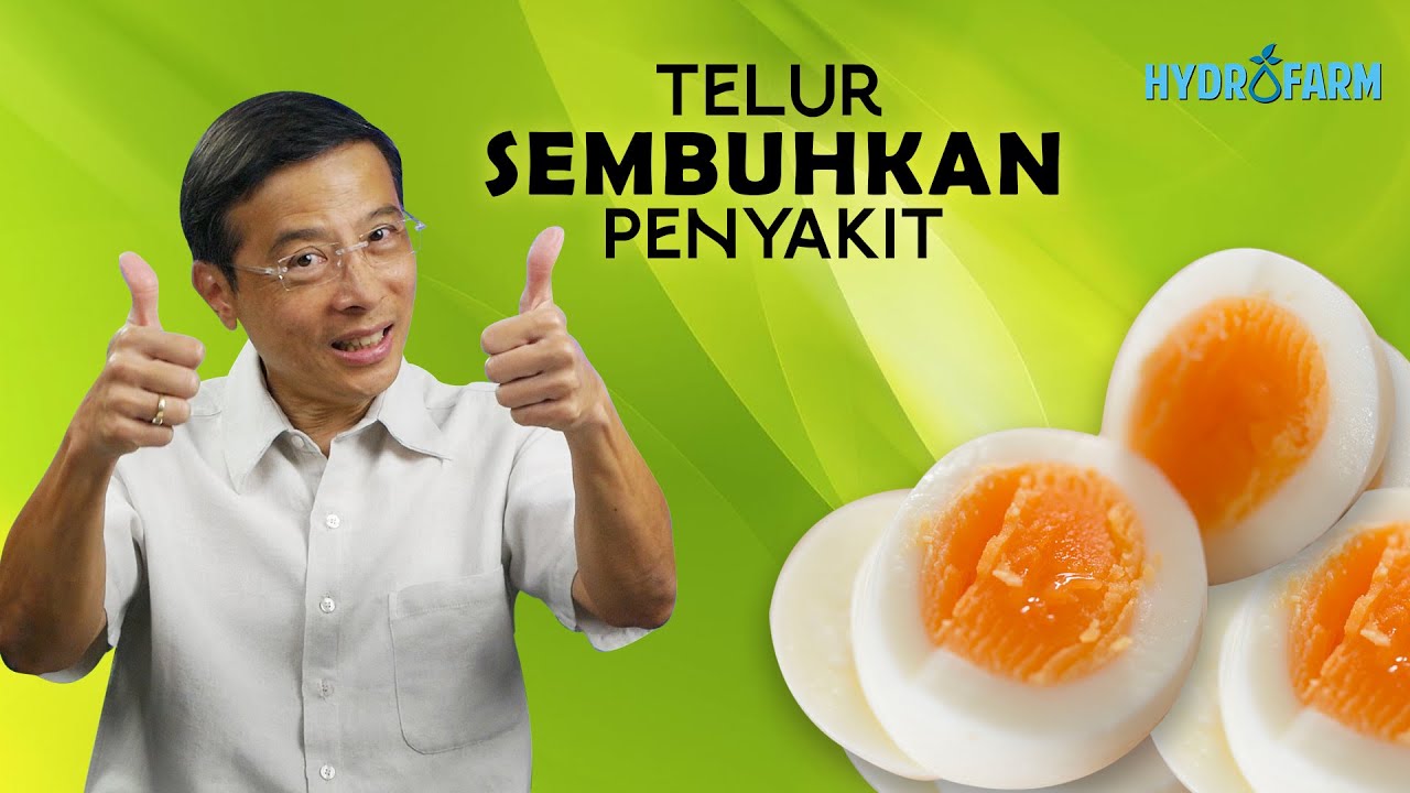 Telur Bisa Sembuhkan Penyakit Youtube