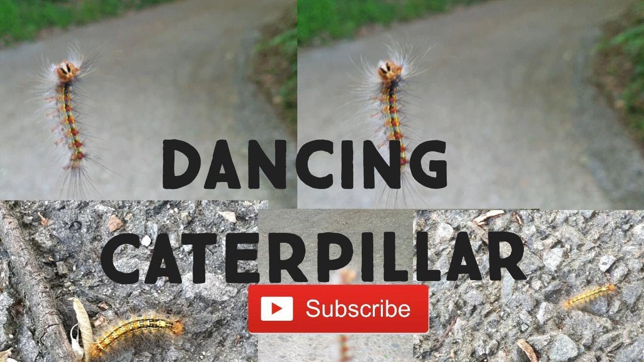 dancing caterpillar capture - YouTube