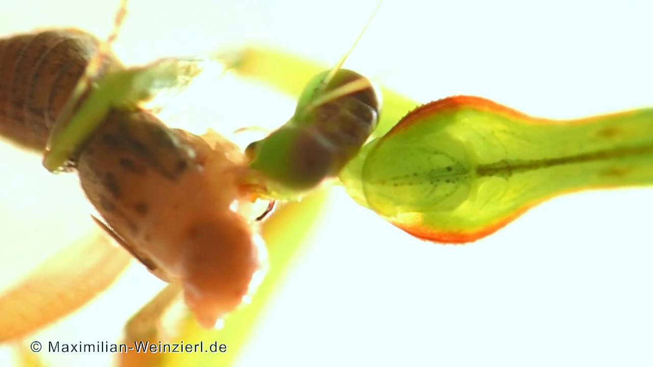 Praying Mantis is eating – transparency, inside - YouTube