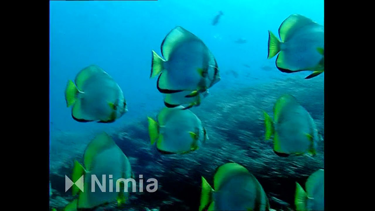 Baby Einstein Stock Footage - Batfish - YouTube