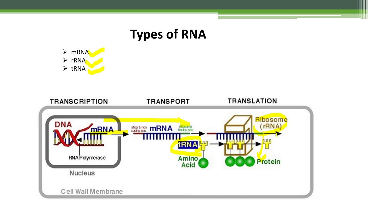 ABT 301 Types of RNA ,Difference between mRNA and tRNA by Dr.S ...