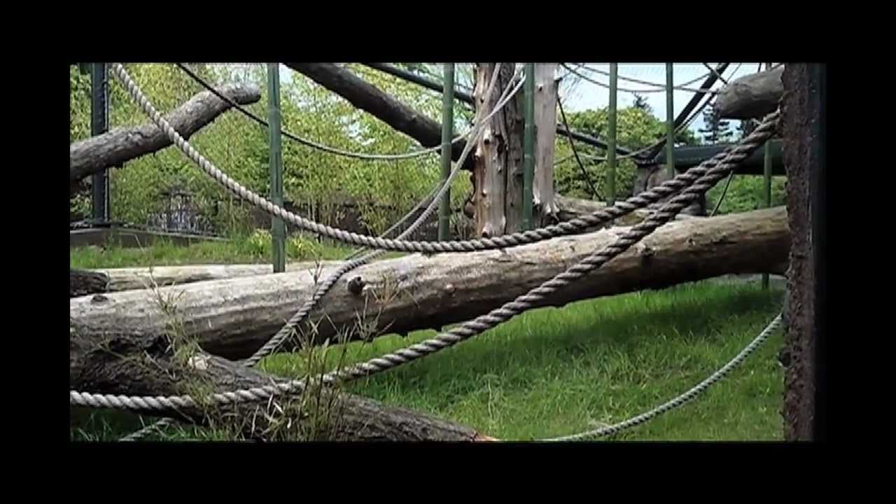 Giant monkey dookie - our date to the zoo - YouTube
