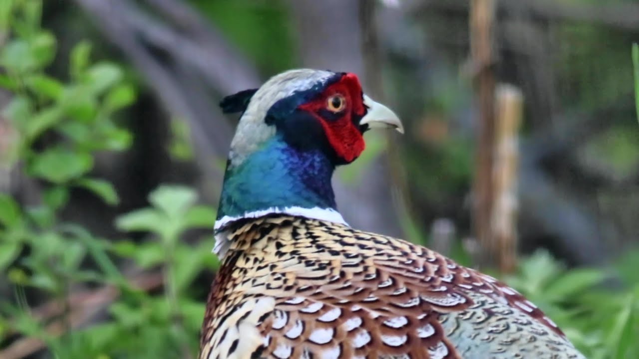Fat Pheasant Foraging and Feeding on Foliage - YouTube