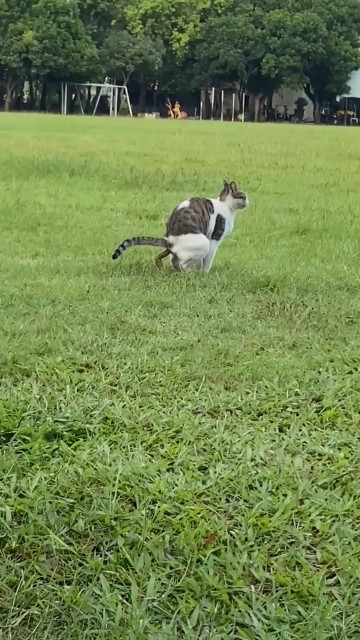 Bingung nih😹 #shortvideo #shortsvideo #fypage #fypyoutube #poop # ...