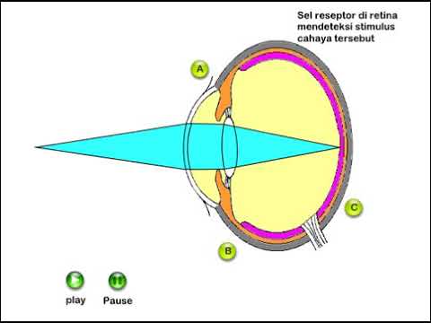 Mekanisme Penglihatan Mata Normal (Mudah dipahami) - YouTube