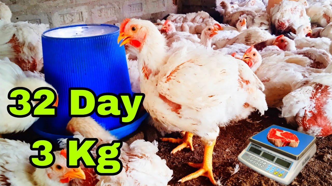 Broiler 32 Day 3 Kg weight | Broiler weight gain medicine | @Mkcrazy260 ...