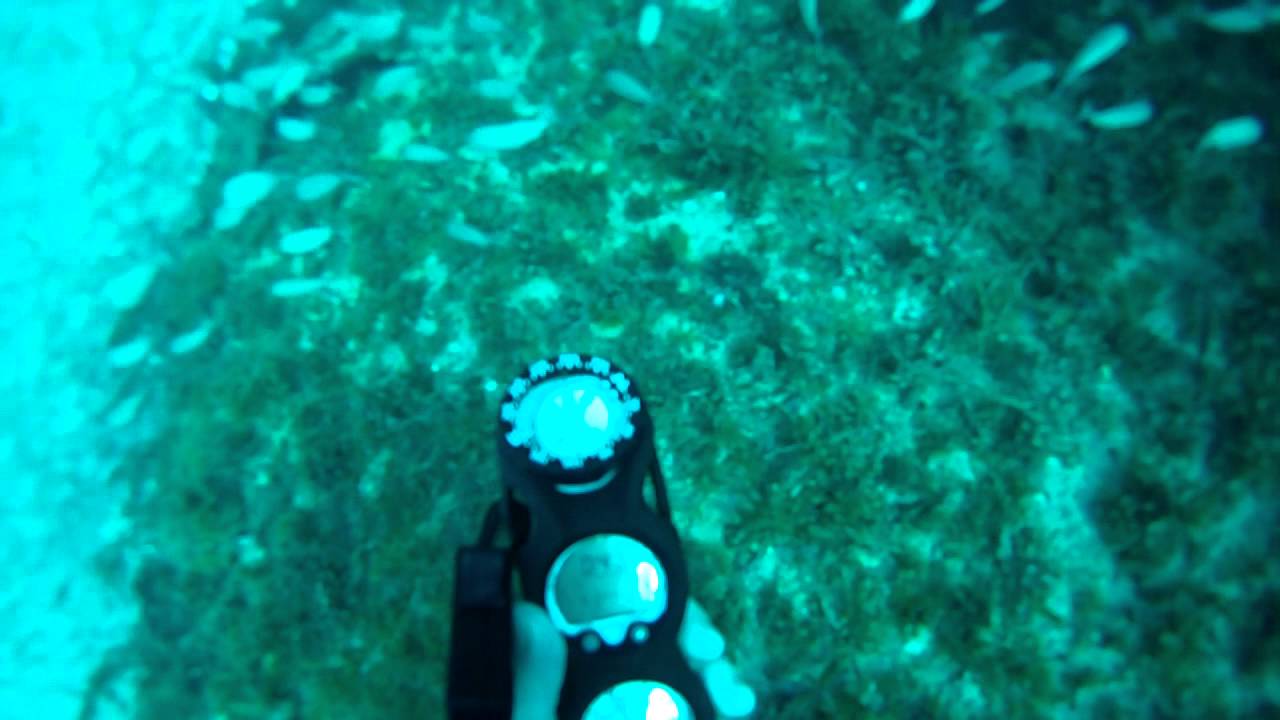 Dive off of Southwest Florida - YouTube