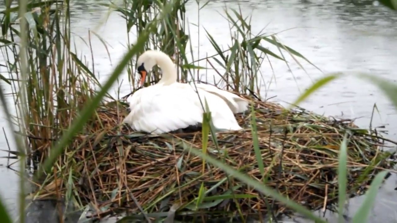 The Danish National Bird The Swan - YouTube