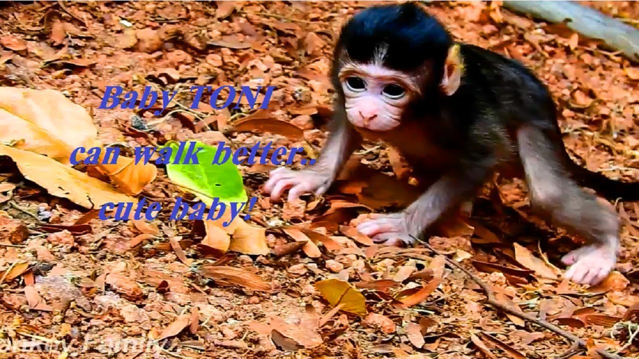 Baby TONI can walk better across the road and meet GINO / The Monkey ...