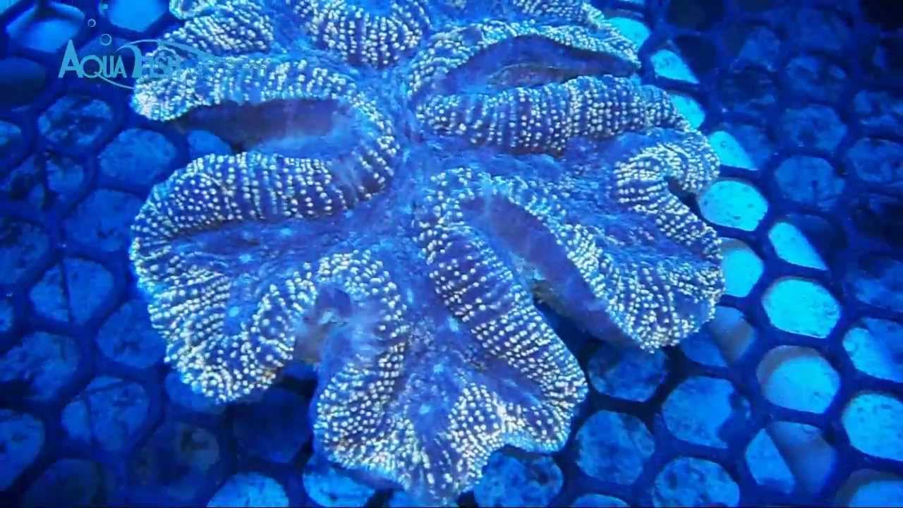 Symphyllia Coral (Symphyllia sp) || AquaFishViet.com - YouTube