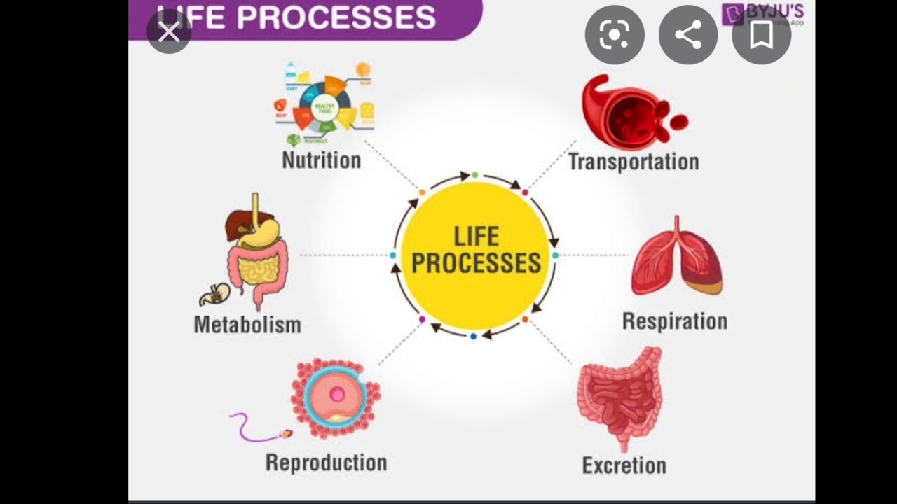 LIFE PROCESSES for class x - YouTube