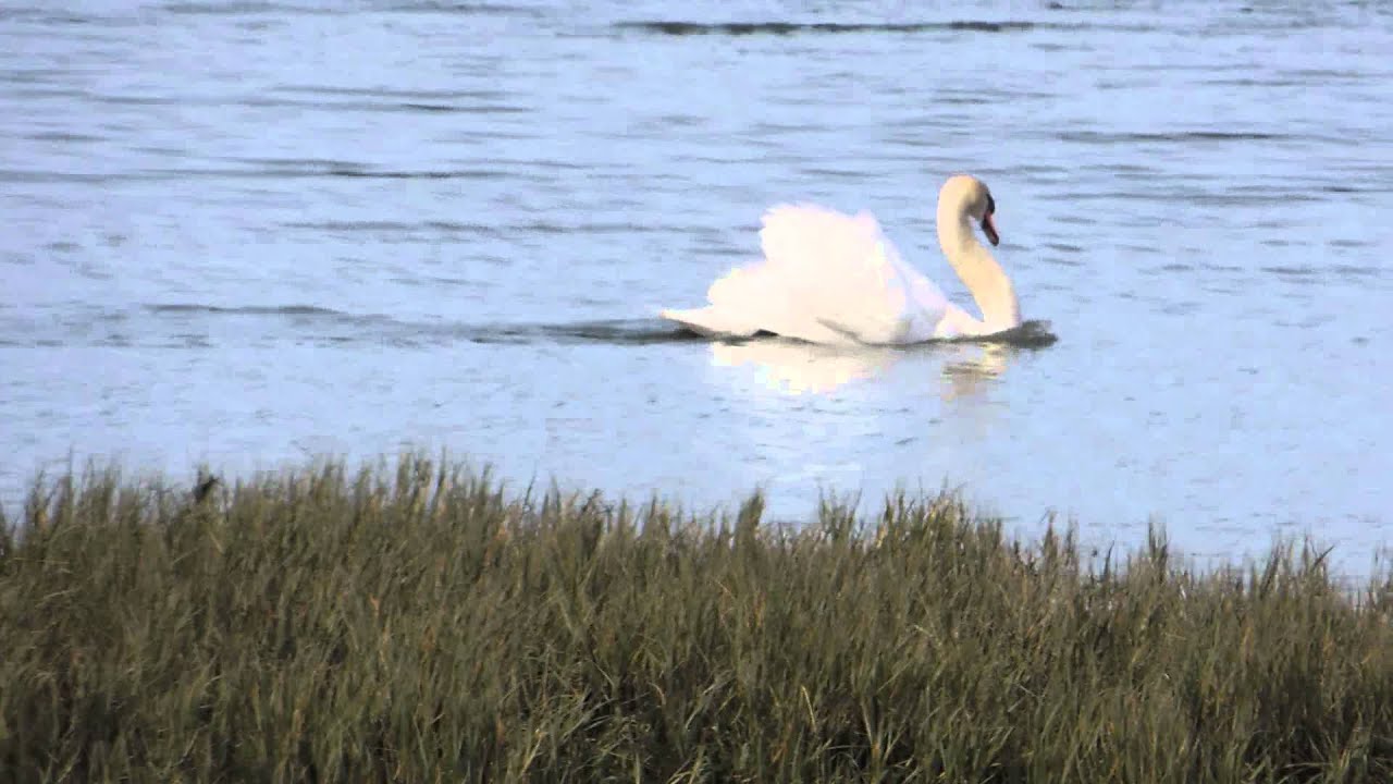 Cisne real - YouTube
