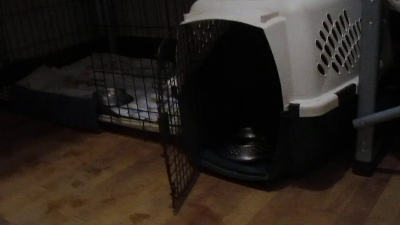 Waterbender Poodle - Azula/Freedom 2O2O - Mommy's hiding - YouTube