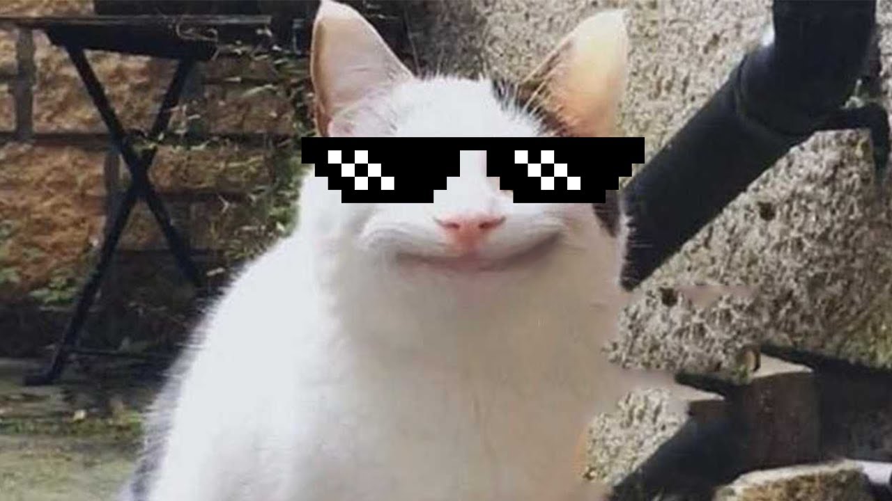 Beluga life story ( becoming famous ) - YouTube