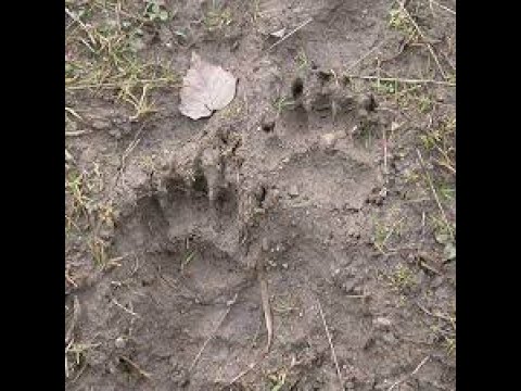 What Does a Badger Hole Look Like? A Guide to Identifying Badger Dens ...