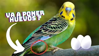 como saber si va a poner huevos ?| solucion| facil y ra... | Doovi