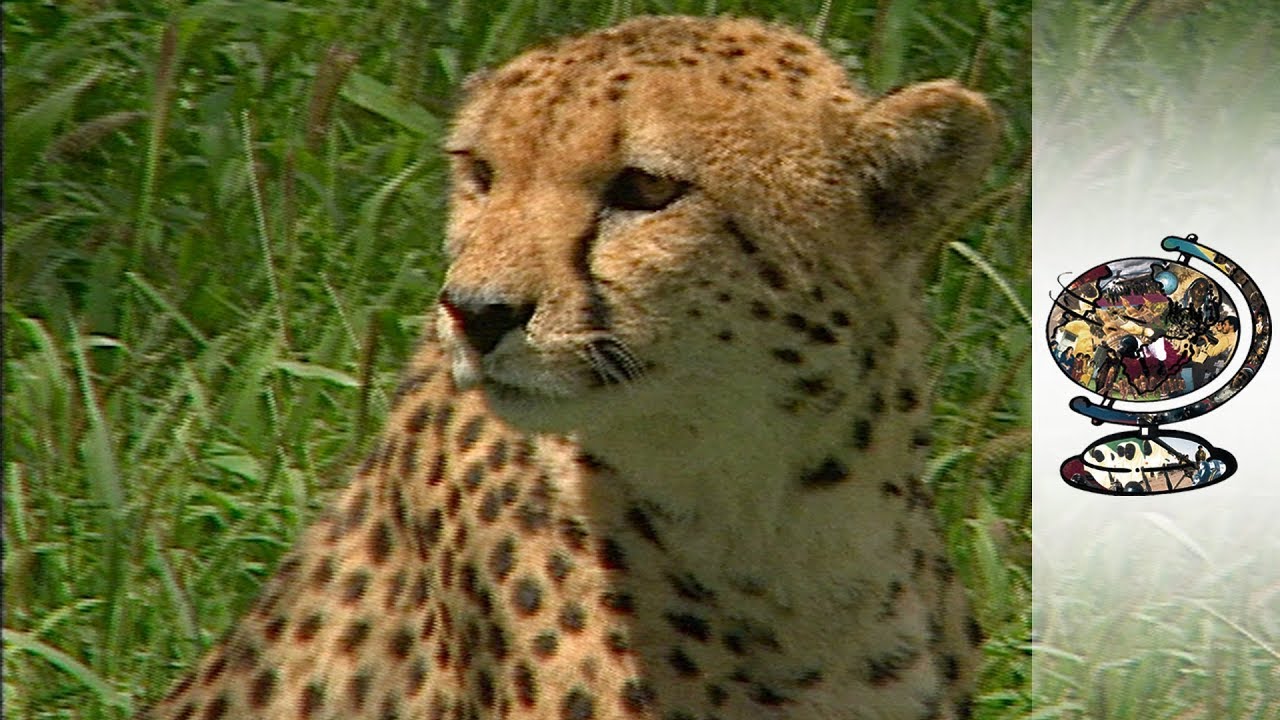 The Namibian Big Cats Threatened By Farming (2001) - YouTube