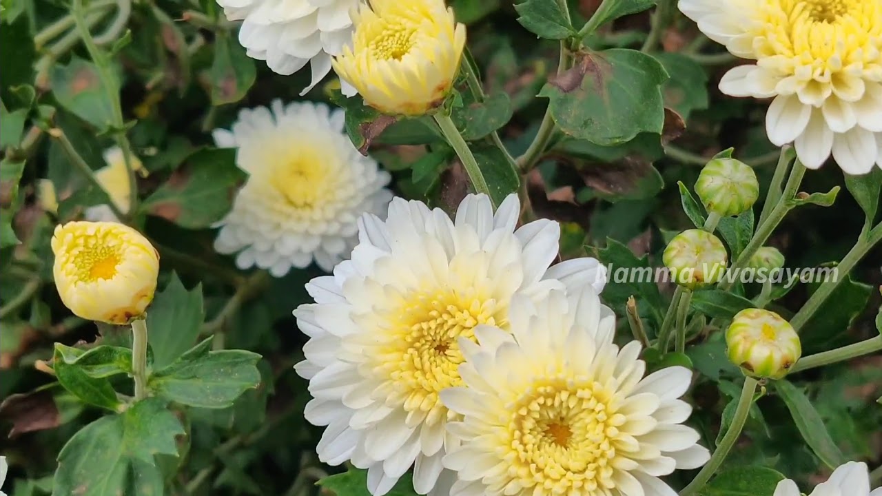 Samanthi Poo Valarppu Poornima சாமந்தி பூ வளர்ப்பு பூர்ணிமா 7305739738 ...