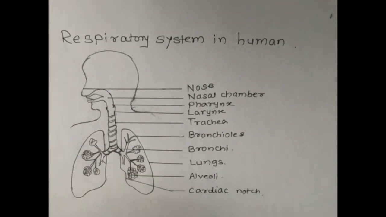 HOW TO DRAW | Respiratory system in humans - YouTube