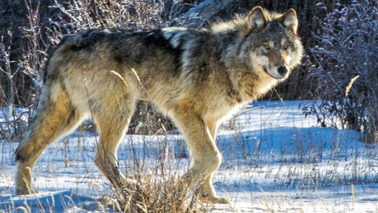 Jasper National Park - 3 Wolves in Early March - YouTube