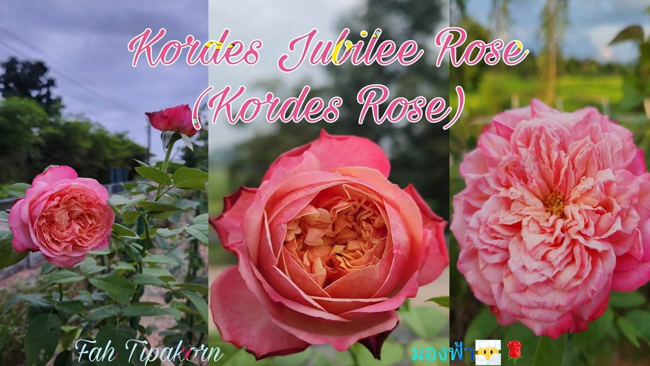 Kordes Jubilee Rose/คอร์เดส จูบิลี่ (Kordes Rose 🌹🇩🇪)(4 months)@My Rose ...