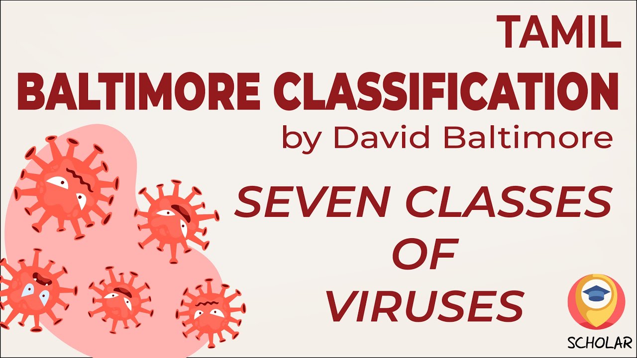 Explain Baltimore classification System by David Baltimore in Tamil - YouTube