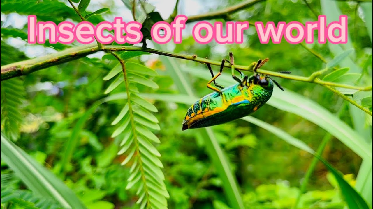 Insects - YouTube