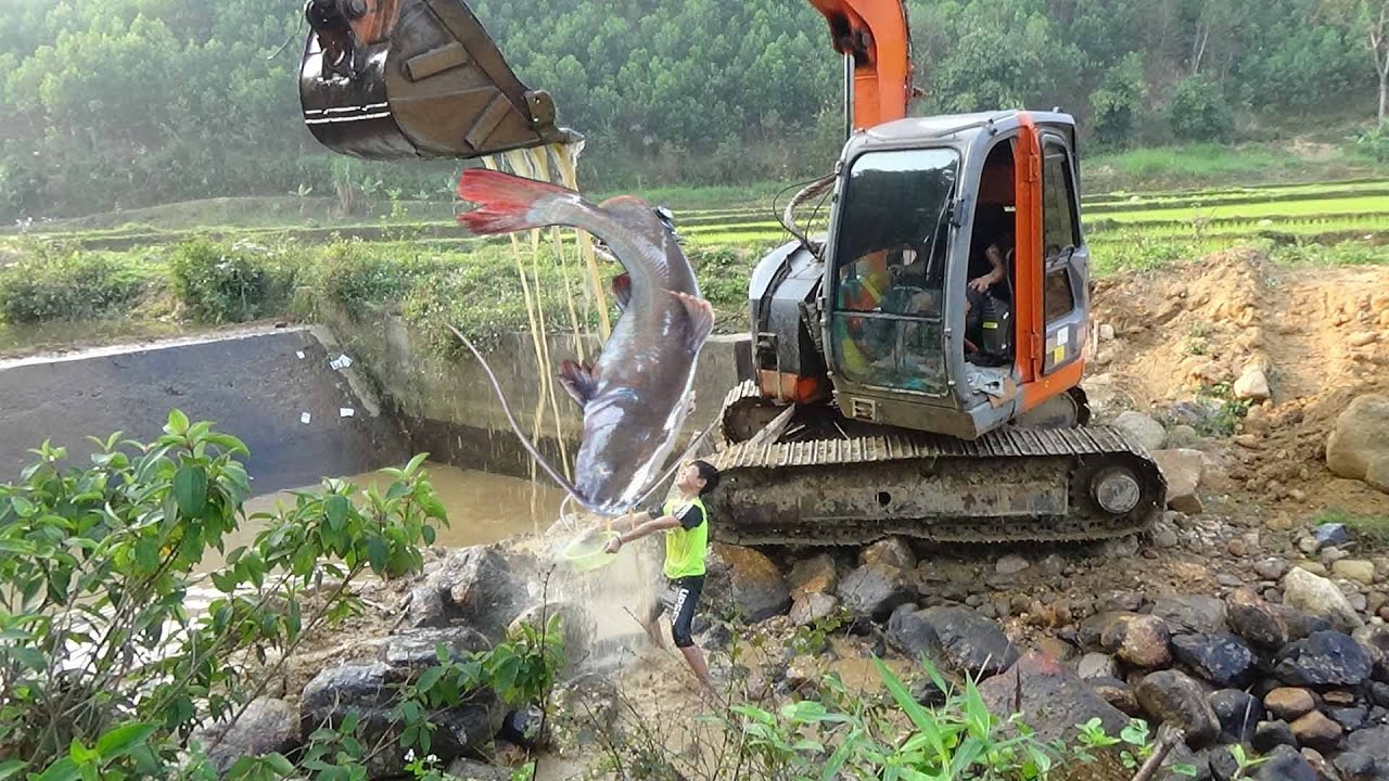 shoveling fish with an excavator, catching fish with technology ...