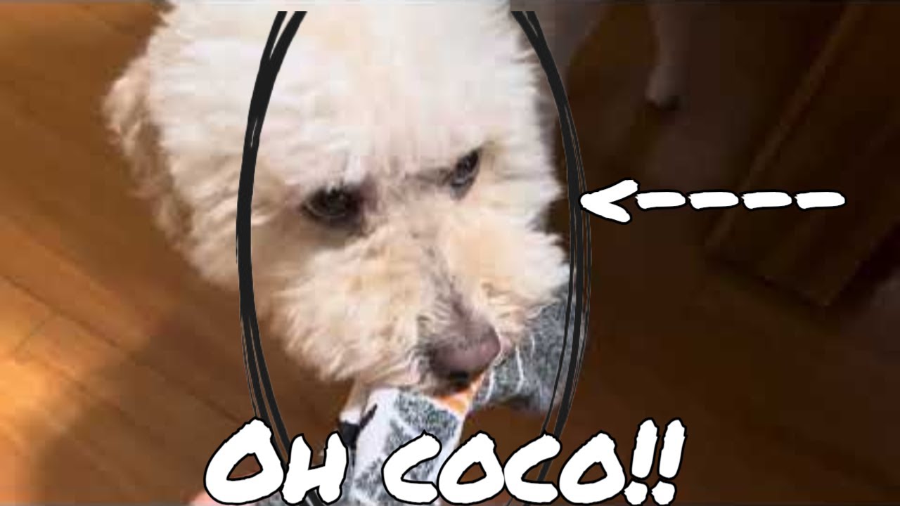 Cousin Inferno: What Went Wrong with Coco. Here's Why - YouTube